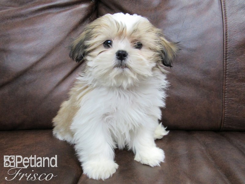 Tan And White Shih Tzu Puppy