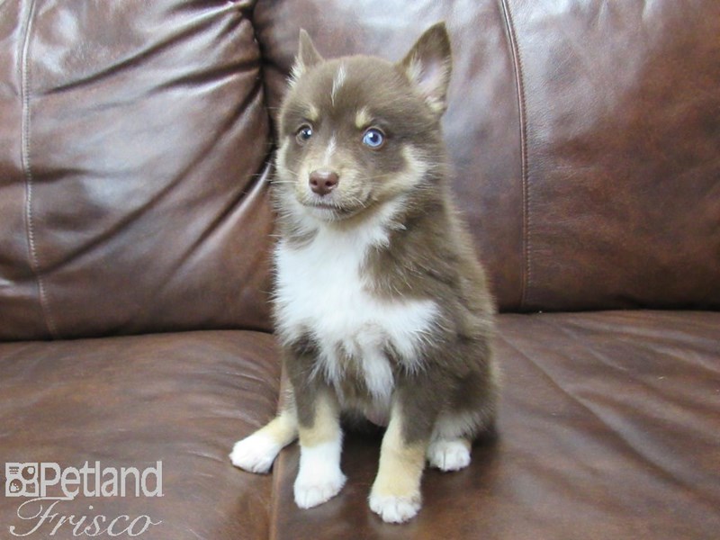Pomsky Puppy Red & White ID:25072 Located at Petland Frisco, Texas