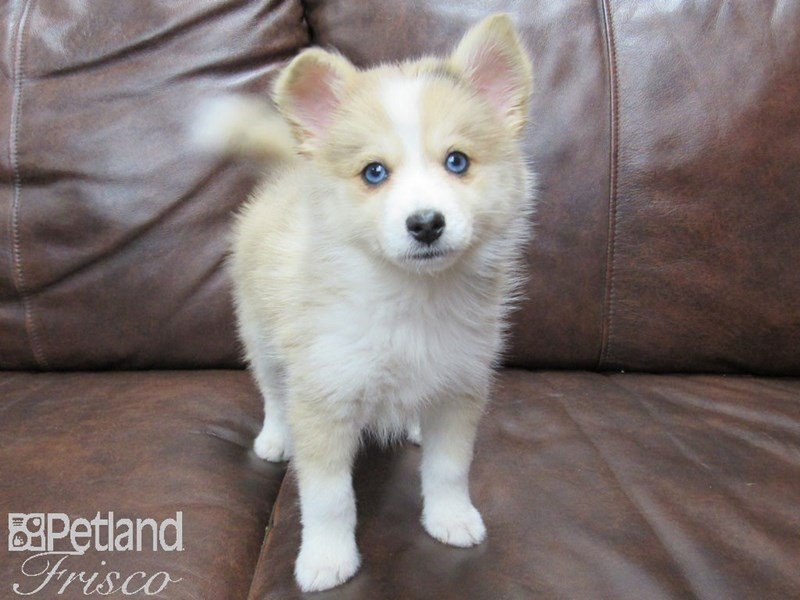 Pomsky Puppy Cream ID:25071 Located at Petland Frisco, Texas
