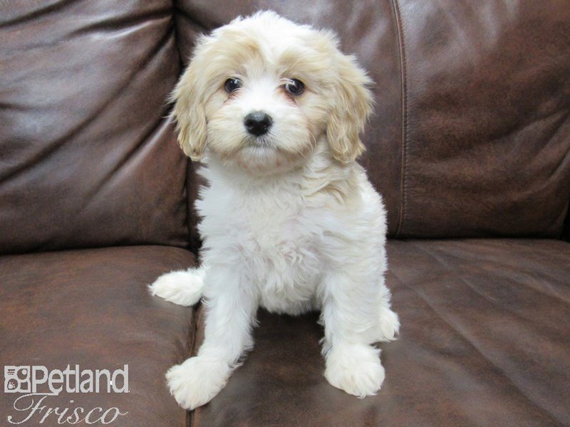 Cavachon Puppy White and Tan ID:25111 Located at Petland Frisco, Texas