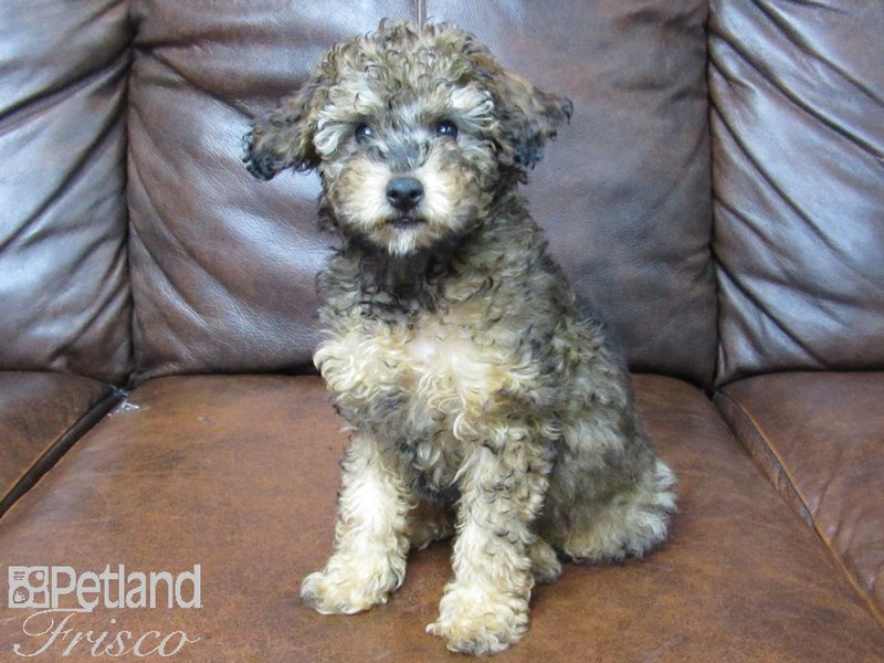 Miniature Poodle Puppy Cafe Au Lait ID:25124 Located at Petland Frisco ...