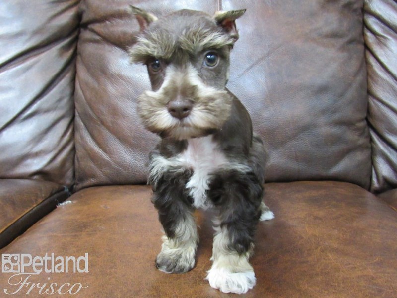 Miniature Schnauzer Puppy LIVER MERLE ID:25259 Located at Petland ...