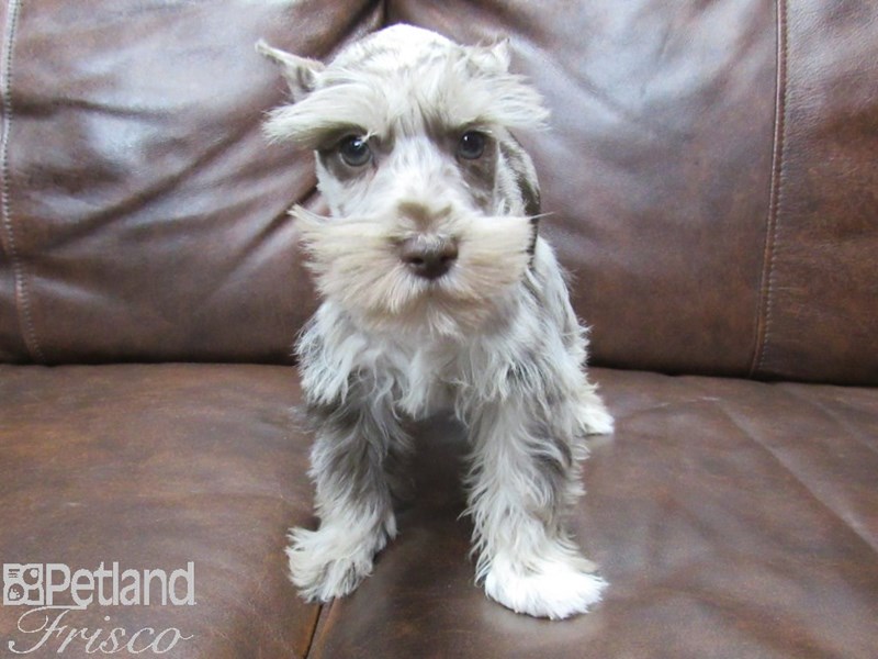 Miniature Schnauzer Puppy LIVER MERLE ID:25257 Located at Petland ...