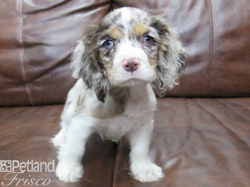 Cocker Spaniel Puppy Chocolate Merle ID:25348 Located at Petland Frisco ...