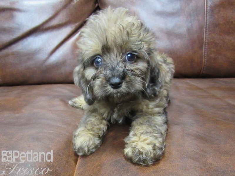 Cockapoo Puppy Brown Merle ID:25493 Located at Petland Frisco ...