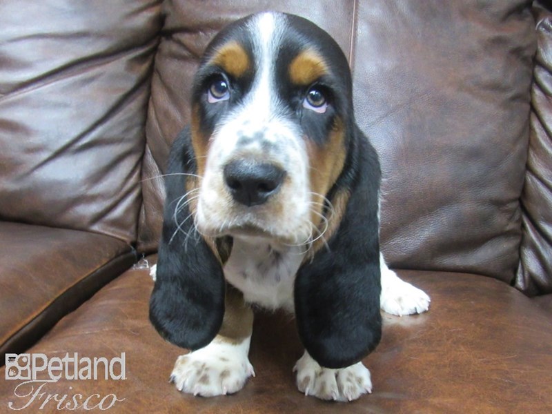 Basset Hound-DOG-Male-Black Tri-2713449-Petland Frisco, Texas