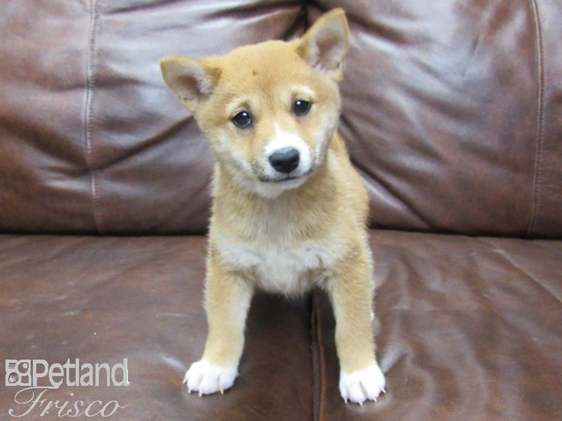 Shiba Inu Puppy RED ID:25654 Located at Petland Frisco, Texas