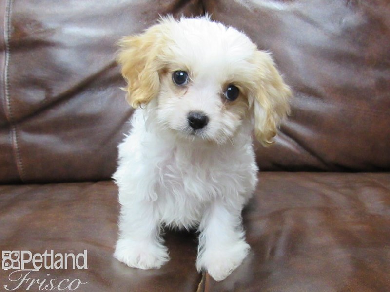 Cavachon Puppy Red Wht Parti ID:25723 Located at Petland Frisco, Texas