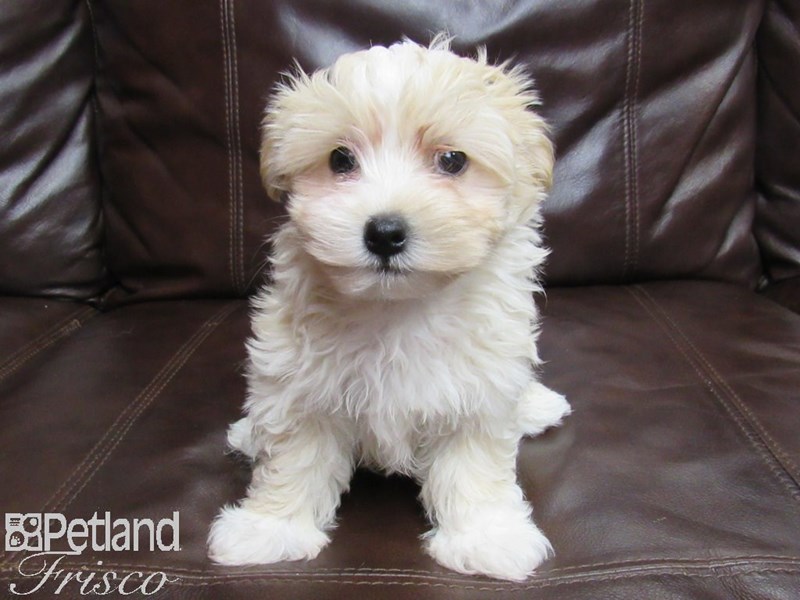 Havanese Puppy Cream ID:25782 Located at Petland Frisco, Texas