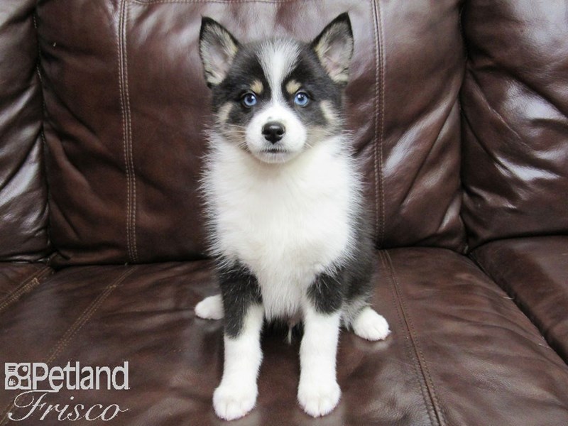 Pomsky Puppy Blk Tri ID:25767 Located at Petland Frisco, Texas
