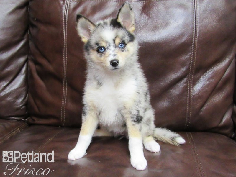 Pomsky Puppy Blue Merle ID:25769 Located at Petland Frisco & Mckinney ...