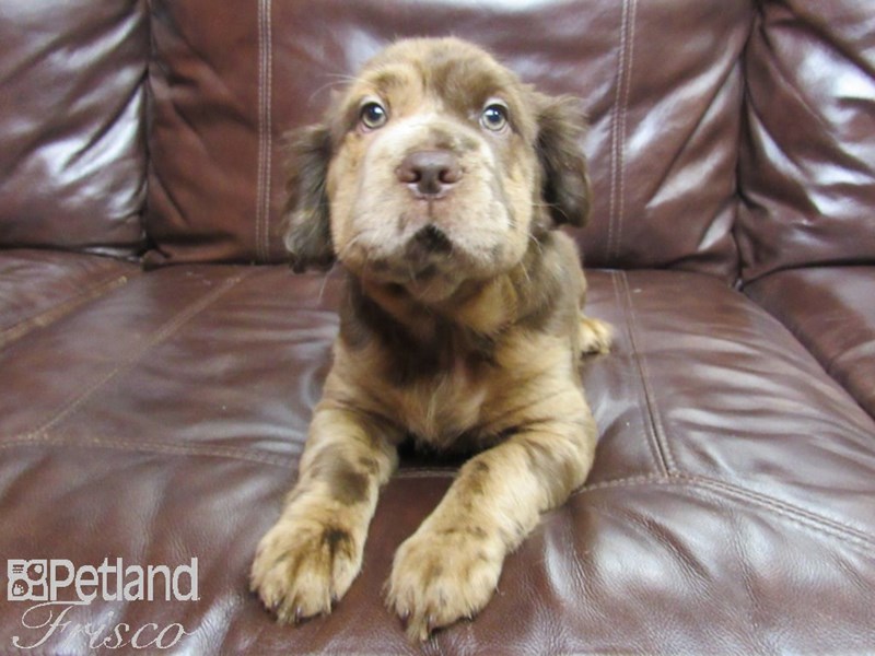 Mini Hippo Breed Overview - Petland Frisco & Mckinney, Texas