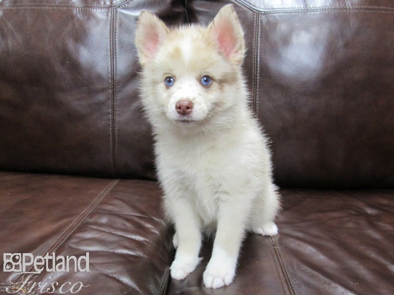 Pomsky Puppy Chocolate Merle ID:25874 Located at Petland Frisco ...