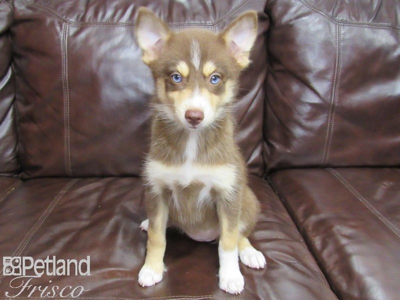 Pomsky Puppy Chocolate and White ID:26020 Located at Petland Frisco, Texas