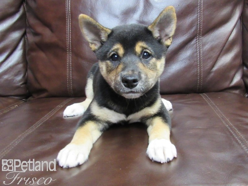 Shiba Inu Puppy BLK & TAN ID:26148 Located at Petland Frisco, Texas