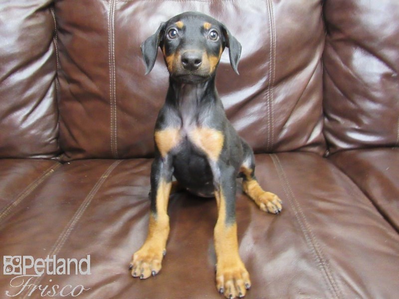 Doberman Pinscher Puppy Black and Tan ID:26156 Located at Petland ...