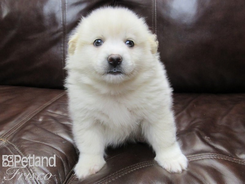Pomsky-DOG-Female-CREAM WH-2808215-Petland Frisco, Texas