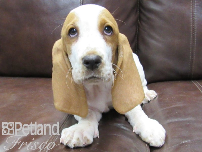 Basset Hound Puppy RED WHITE ID:26494 Located at Petland Frisco ...