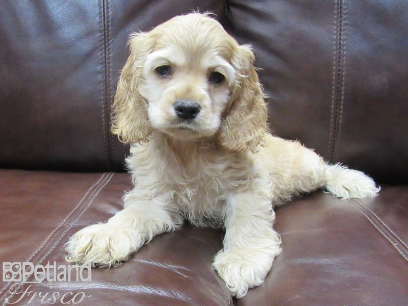 Cocker Spaniel Puppy Buff ID:26620 Located at Petland Frisco, Texas