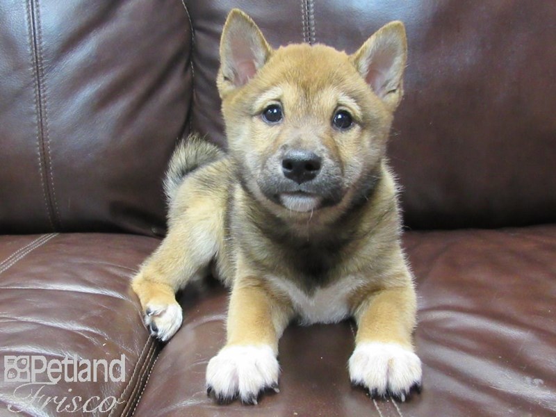 Shiba Inu Puppy Red Sesame ID:26634 Located at Petland Frisco, Texas