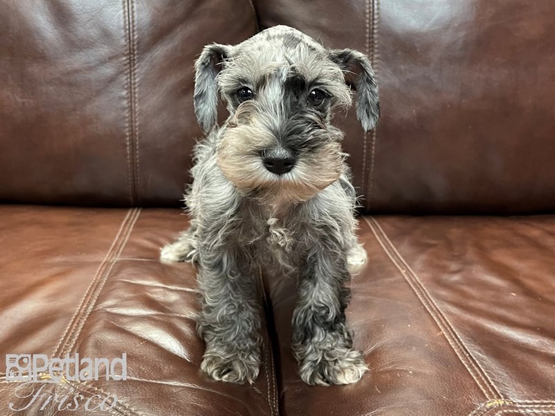 Miniature Schnauzer Puppy BLUE MERLE ID:26927 Located at Petland Frisco ...