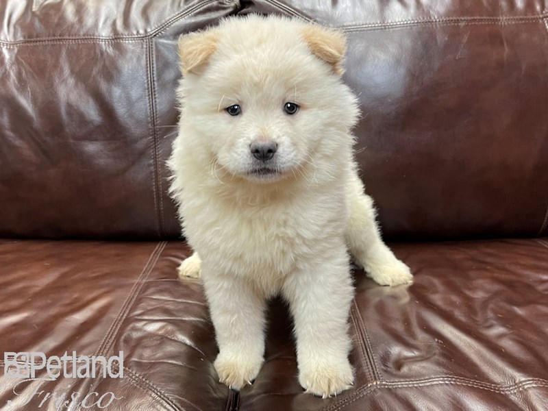 Chow Chow Puppy Cream ID:26953 Located at Petland Frisco & Mckinney, Texas