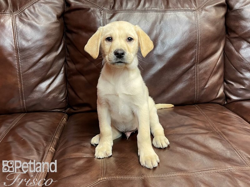 Yellow Lab Puppy 8 Weeks