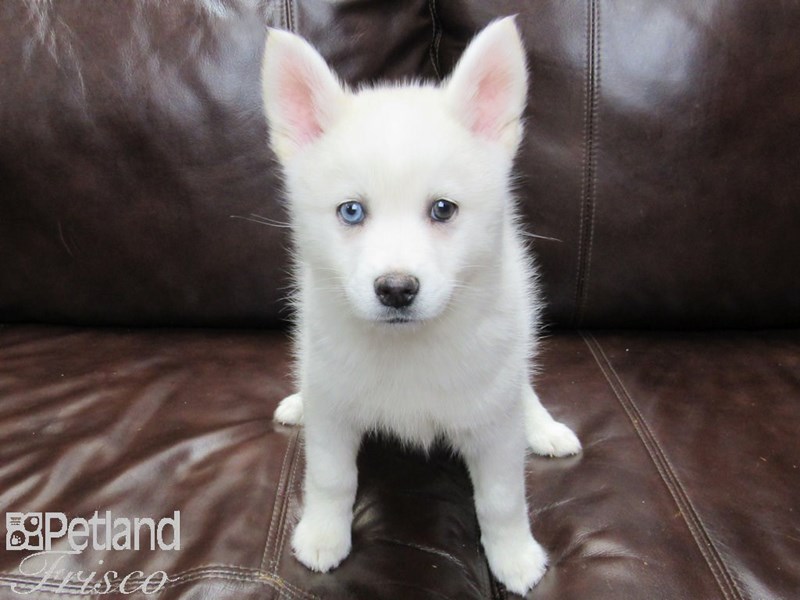Pomsky-DOG-Male-Cream-2957232-Petland Frisco, Texas