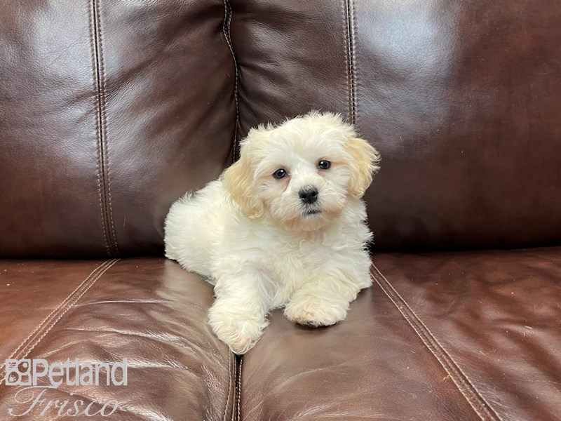 Havanese-DOG-Female-Cream-2974543-Petland Frisco, Texas