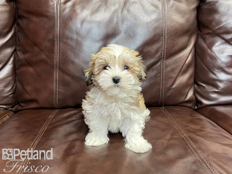 Havanese-DOG-Male-Sable and White-2980996-Petland Frisco, Texas