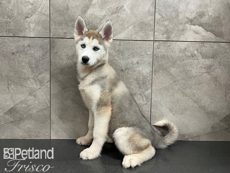 Siberian Husky Puppy Sable and White ID:27439 Located at Petland Frisco ...