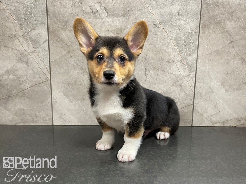 Pembroke Welsh Corgi-DOG-Male-Black and White-3078272-Petland Frisco, Texas