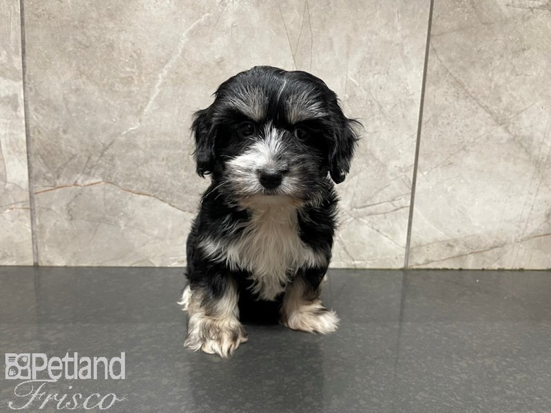 Havanese Puppy Blk & Slvr ID:27686 Located at Petland Frisco & Mckinney ...