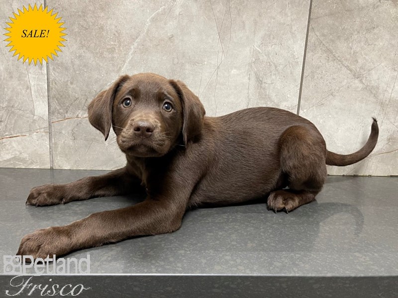 Female Chocolate Labrador Retriever Puppies