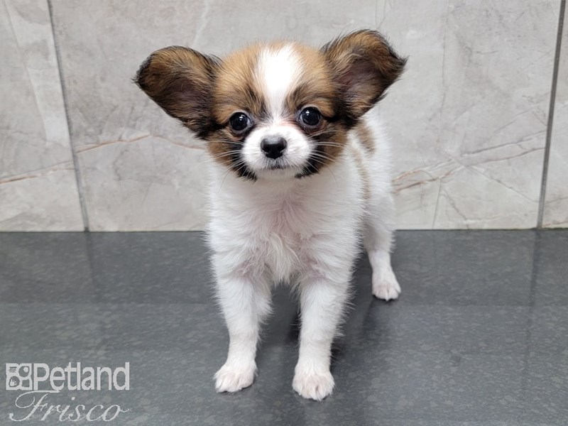 Papillon Puppy White and Brown ID:27706 Located at Petland Frisco ...