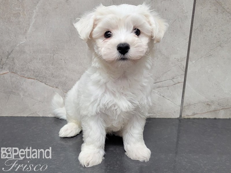 Maltese Puppy WHITE ID:27835 Located at Petland Frisco & Mckinney, Texas