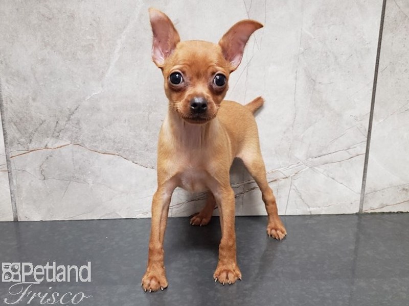 Miniature Pinscher Puppy Red ID:27913 Located at Petland Frisco ...