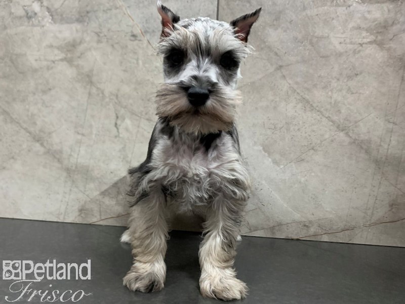 What Is A Blue Merle Schnauzer