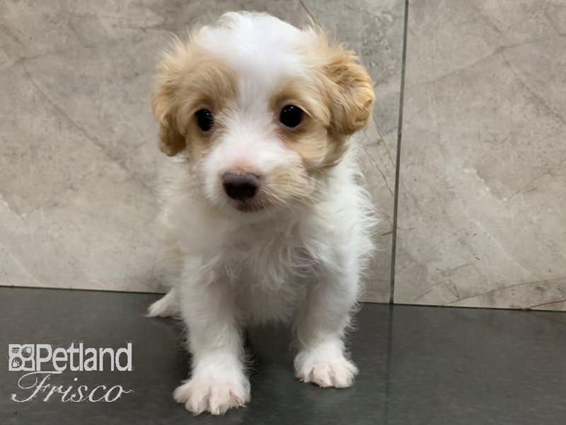 Pomapoo Puppies - Breed Info - Petland Frisco & Mckinney, Texas