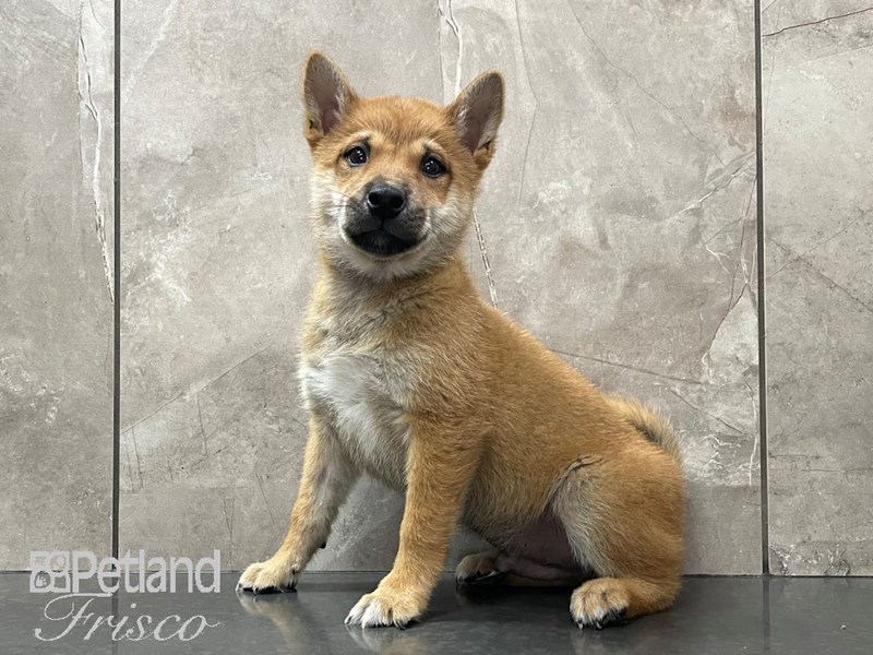 Shiba Inu Puppy Red Sesame ID:28125 Located at Petland Frisco, Texas