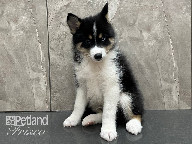 Pomsky Puppy Black and Tan ID:28109 Located at Petland Frisco ...