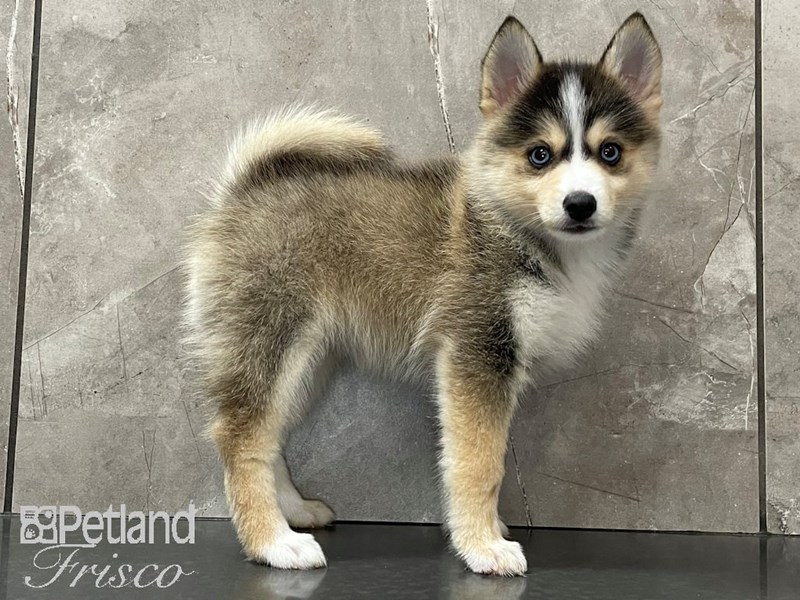 Pomsky Puppy Tri ID:28106 Located at Petland Frisco & Mckinney, Texas