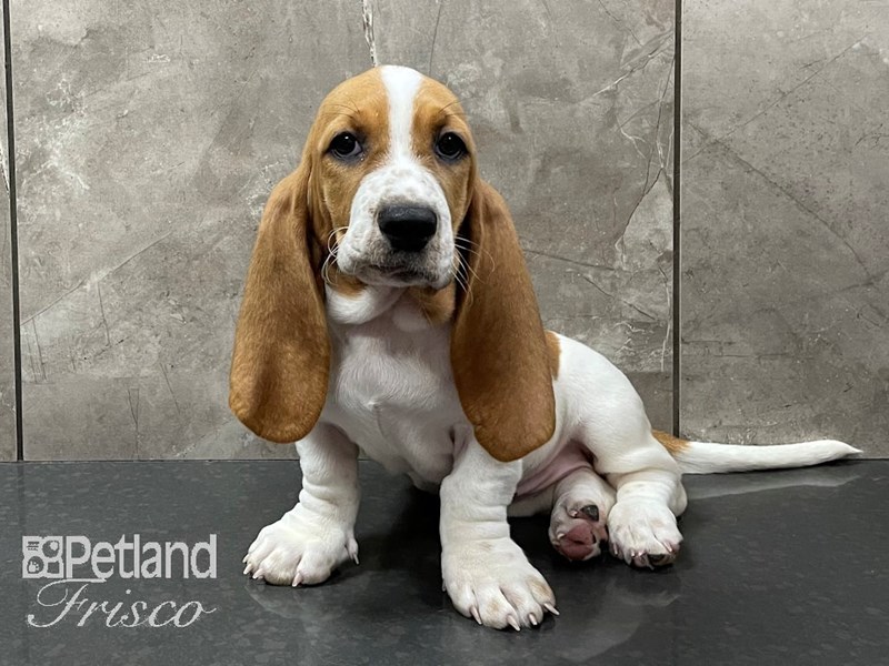 White Basset Hound Puppies