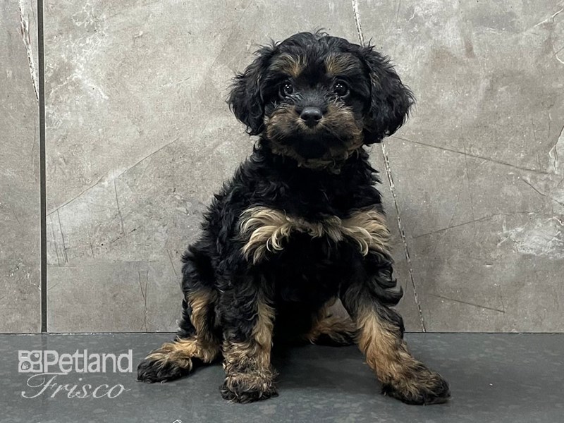 Cavapoo-DOG-Female-Black and Tan-3277920-Petland Frisco, Texas
