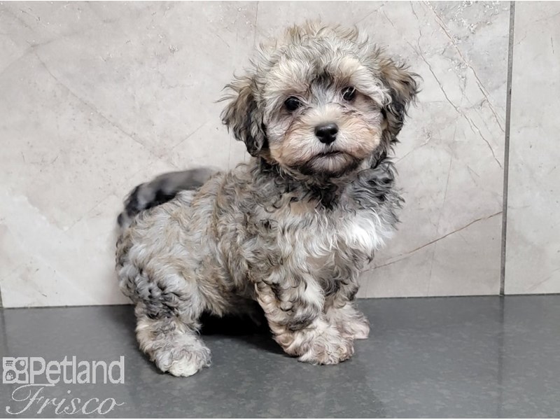 Havanese Puppy Silver Sable ID:28411 Located at Petland Frisco, Texas