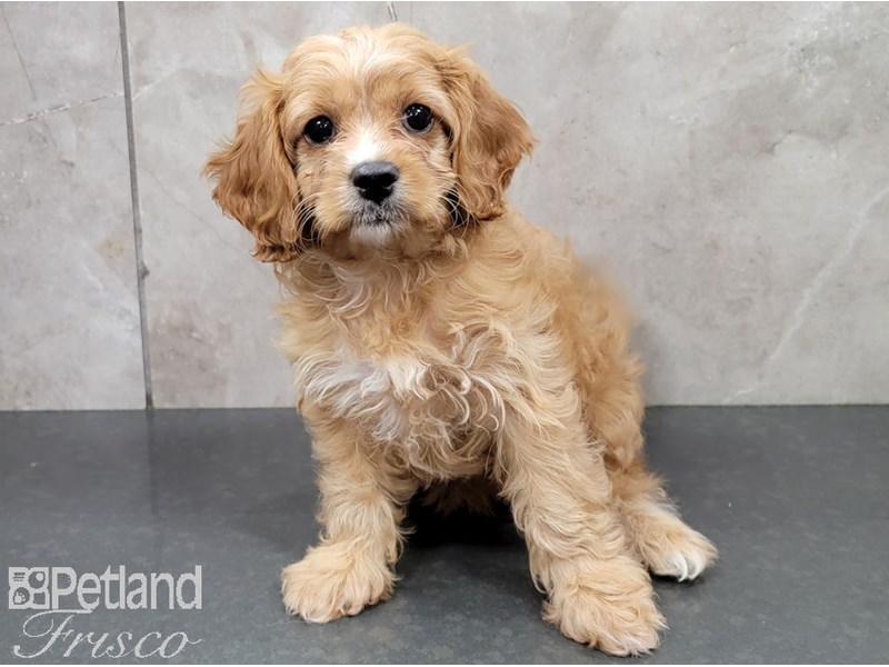 Cavapoo Puppy Red ID:28497 Located at Petland Frisco & Mckinney, Texas