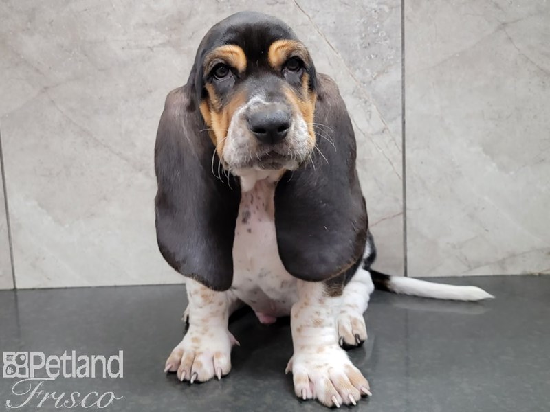 Basset Hound Puppy Black Brown and White ID:28505 Located at Petland ...