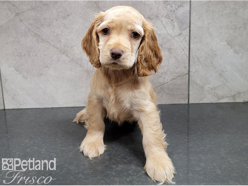 Cocker Spaniel Puppy Red ID:28508 Located at Petland Frisco, Texas