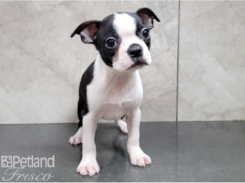 Boston Terrier Puppy Black and White ID:28529 Located at Petland Frisco ...