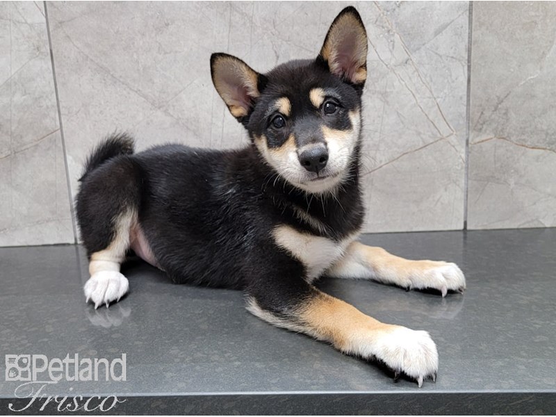Shiba Inu-DOG-Male-Black and Tan-3314185-Petland Frisco, Texas
